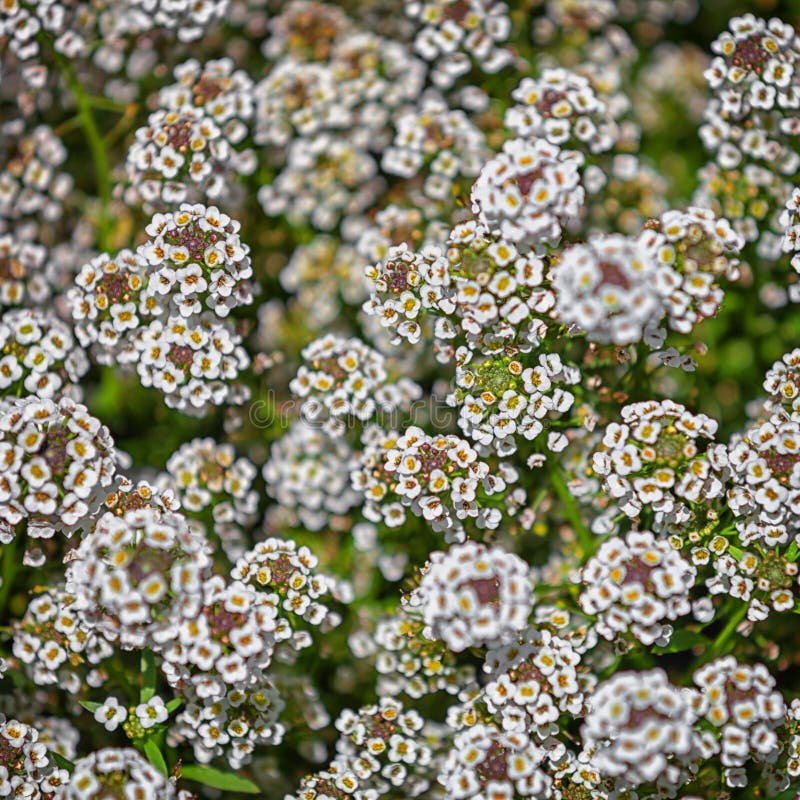 Il Cespuglio Con I Piccoli Fiori Bianchi Immagine Stock - Immagine di ...