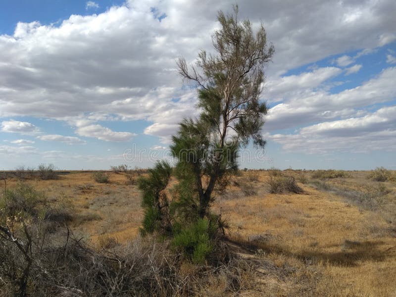 Cespuglio Verde Che Cresce Nel Deserto Immagine Stock - Immagine di ...