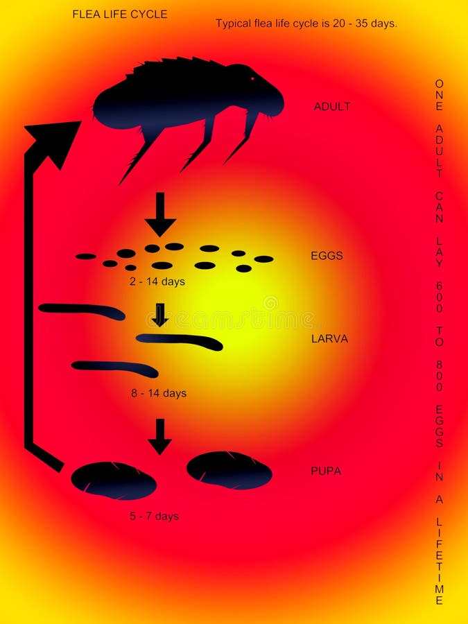 Il Ciclo Di Vita Di Una Pulce. Illustrazione di Stock - Illustrazione ...