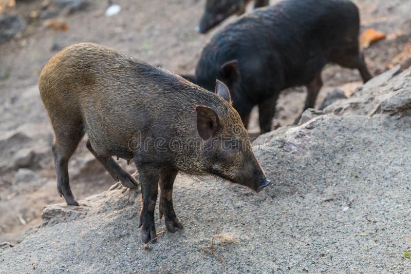 Sus Scrofa Del Cinghiale, Anche Conosciuto Come Il Maiale Selvaggio ...