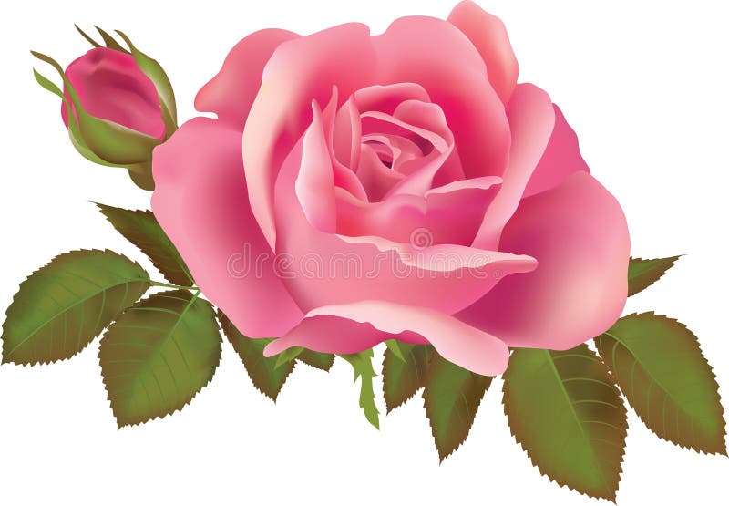 Il colore rosa è aumentato illustrazione vettoriale. Illustrazione di ...