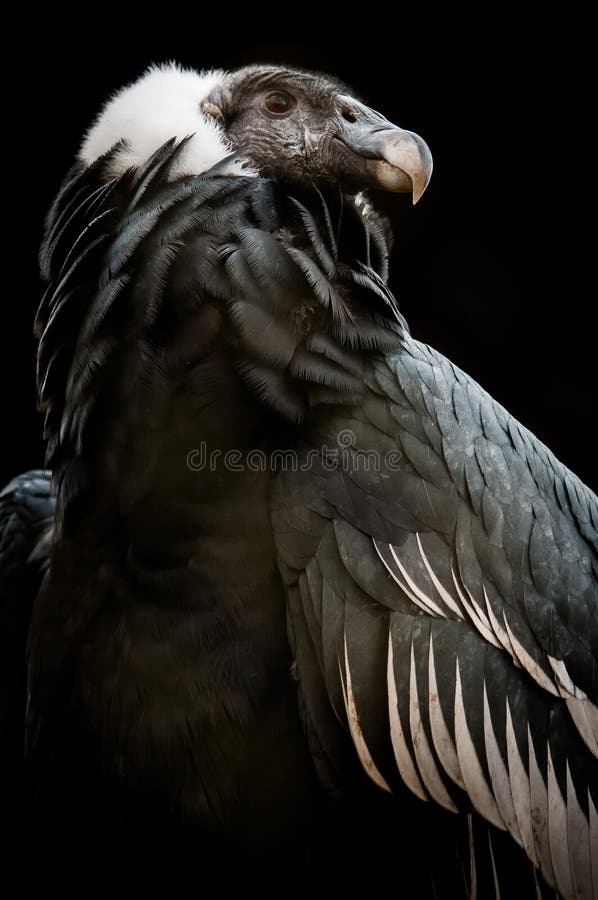 Il Condor Andino (gryphus Del Vultur) Fotografia Stock - Immagine di ...