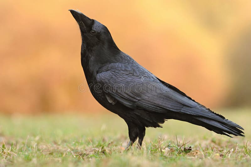 Il Corvo Comune - Corax Di Corvo Immagine Stock - Immagine di fauna ...
