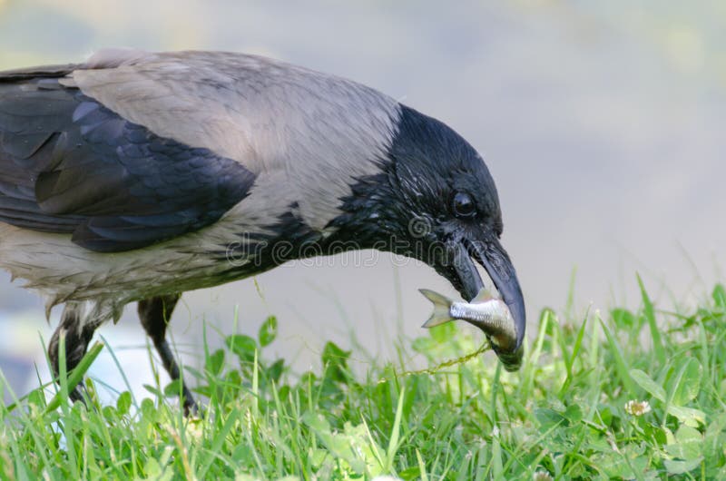 Un Corvo Che Cerca Per L'alimento in Un Deserto Asciutto in America ...