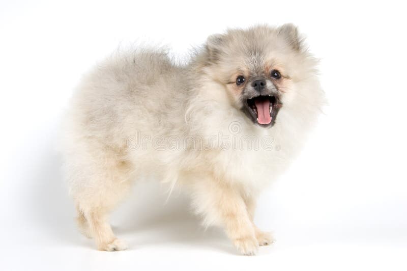 Il cucciolo del spitz-cane immagine stock. Immagine di canino - 3681215