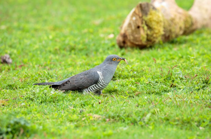 Il Cuculo Comune Sul Foraggiamento Al Suolo Per I Vermi Immagine Stock ...