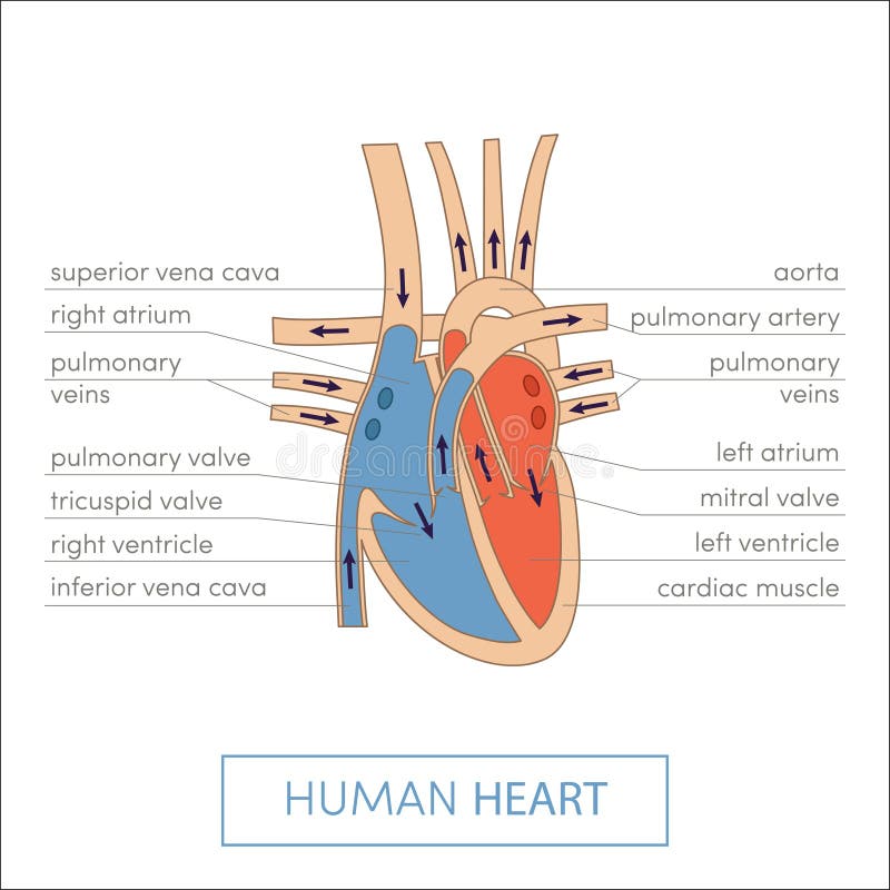 Anatomia Della Struttura Del Cuore. Sezione Trasversale Del Cuore ...