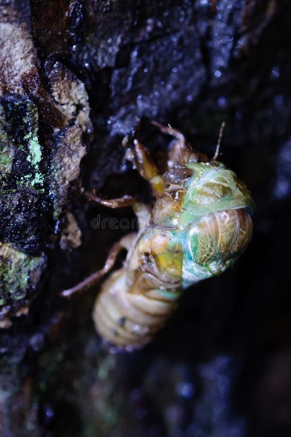 La larva di una cicala immagine stock. Immagine di tenuta - 42453885