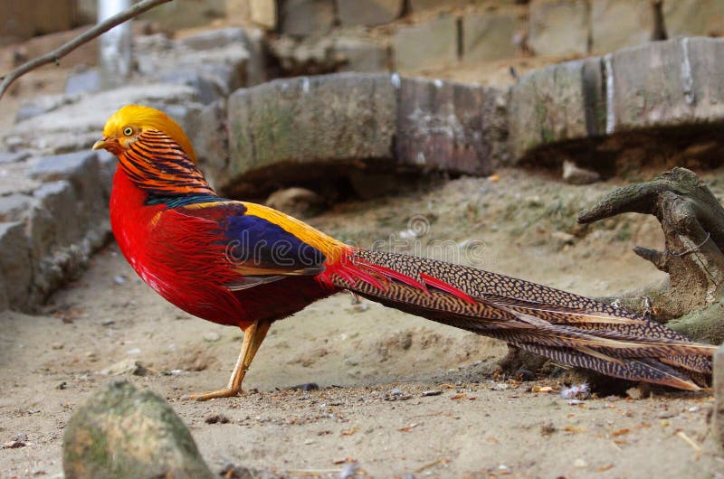 Il fagiano dorato fotografia stock. Immagine di camminare - 26876746