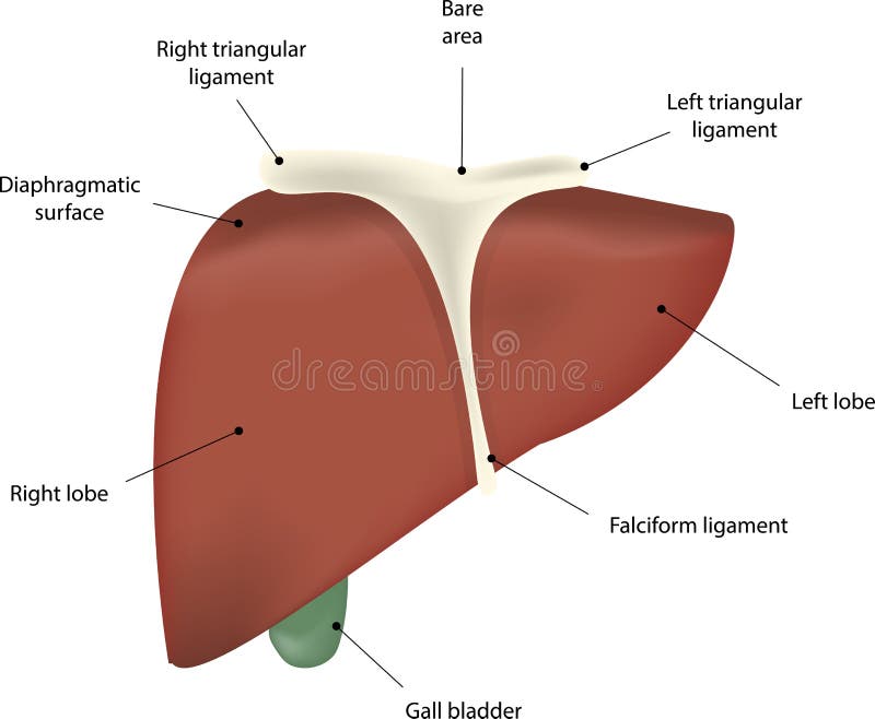 Anatomia Del Pancreas Identificato Illustrazione Vettoriale ...