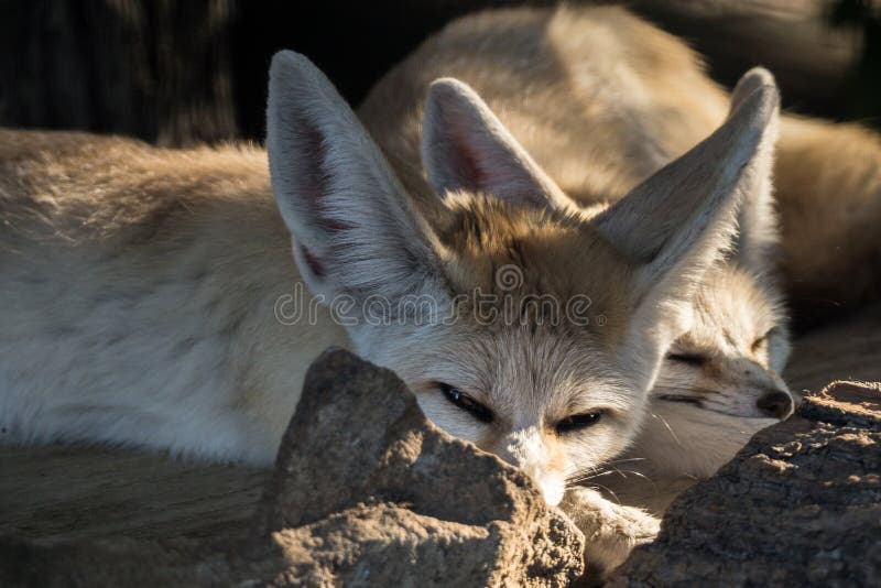 Il Fennec Del Cane Selvaggio Indica E Strabismi Fotografia Stock ...