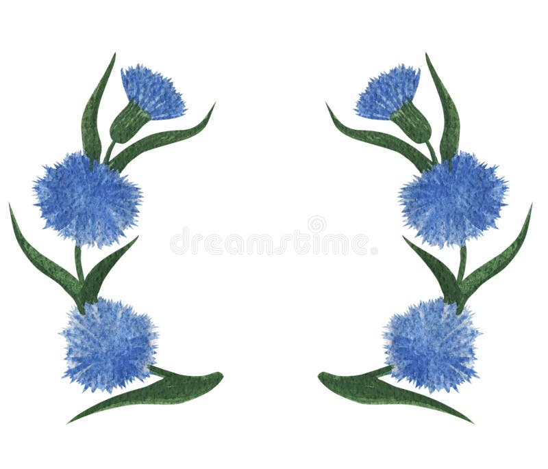 Il Fiordaliso Blu Fiorisce Il Modello Floreale Dell'acquerello ... Il Fiordaliso Blu Fiorisce Il Modello Floreale Dell'acquerello ...