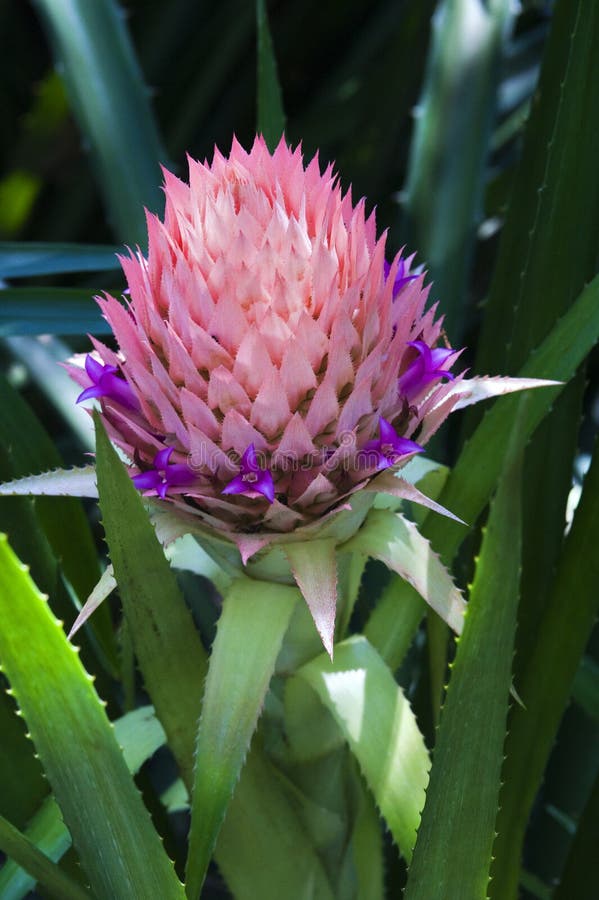Il fiore del bello ananas immagine stock. Immagine di mondo - 74213389