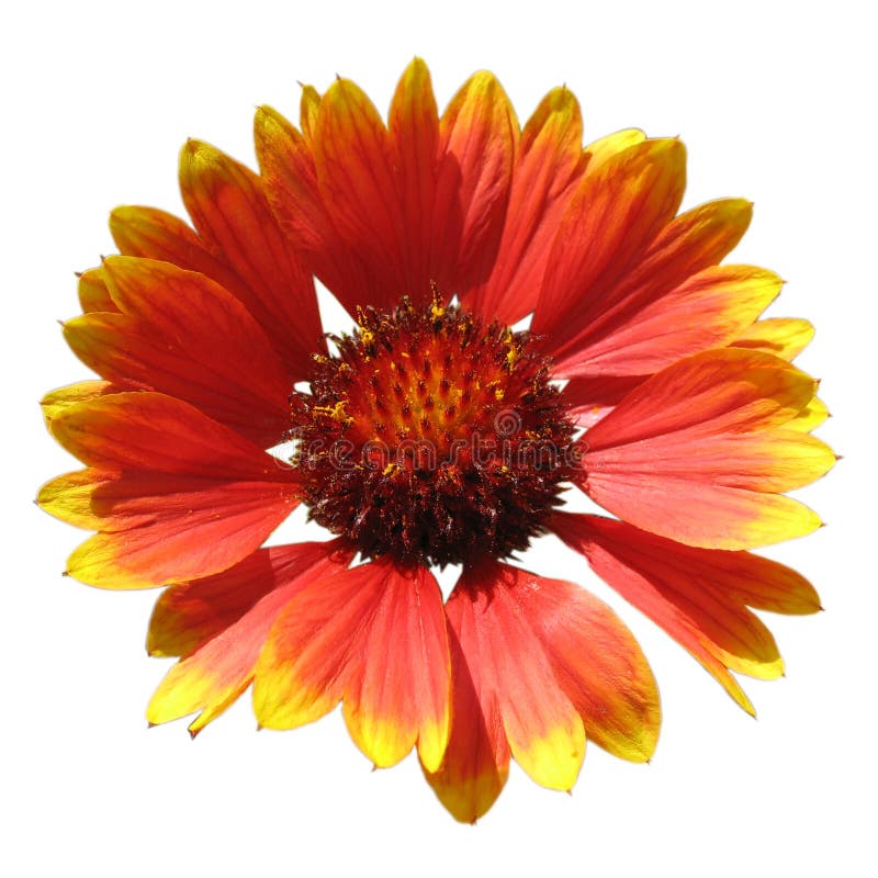 Il fiore rosso ha isolato fotografia stock. Immagine di isolato - 13382360