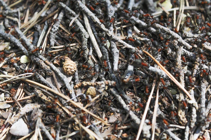 Formicaio E Formiche Nel Legno Sull'erba, Natura Soleggiata Fotografia ...
