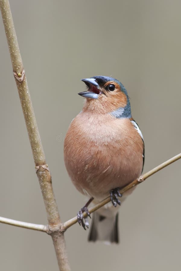 Il Fringuello Canta Sul Ramo Nella Foresta Di Primavera Fotografia ...