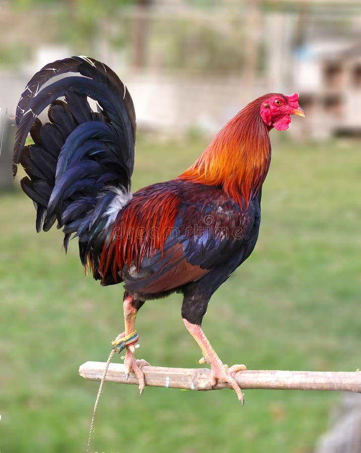 Il Gallo Variopinto Nell'iarda Belle Piume Del Gallo Uccello Dell ...