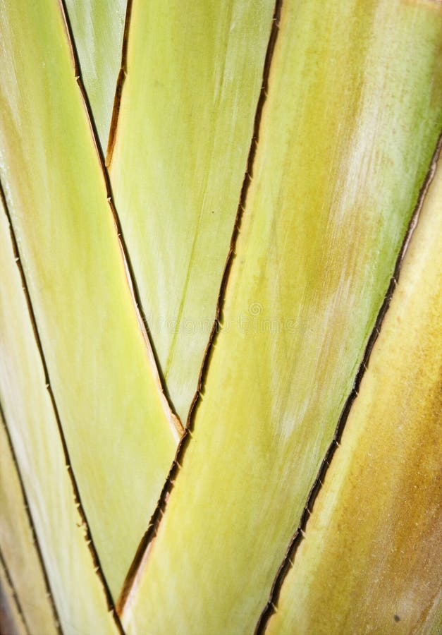 Il Gambo Di Una Pianta Tropicale Fotografia Stock - Immagine di ...