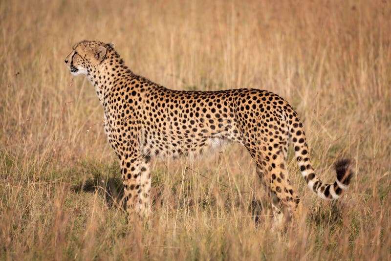 Profilo ( Del Ghepardo; Acinonyx Jubatus) , Masai Mara Reserve, Kenya ...