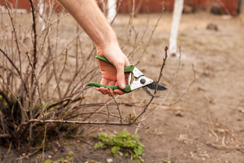 Il Giardiniere Sta Tagliando Un Ribes Con Un Pruner Immagine Stock ...