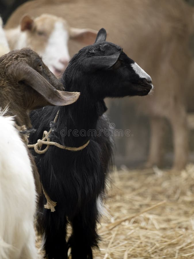 Il-Gidi stock photo. Image of captive, lamb, goat, nature - 14562836