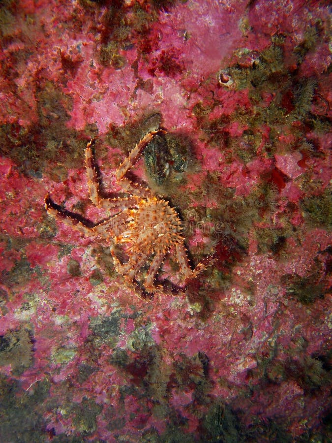 Il giovane granchio reale immagine stock. Immagine di struttura - 44451611