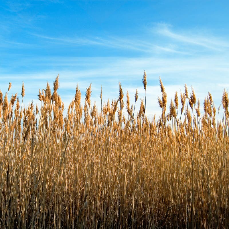 Il giunco fotografia stock. Immagine di sviluppo, terra - 2465596