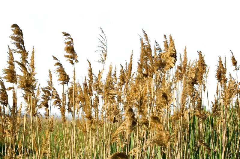 Il giunco fotografia stock. Immagine di sviluppo, terra - 2465596