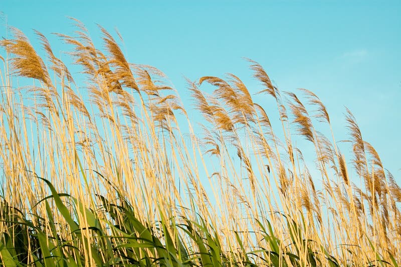 Giunco della palude fotografia stock. Immagine di cespuglio - 23173214