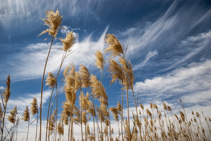 Il Giunco Si Appanna Il Cielo Immagine Stock - Immagine di siluetta ...