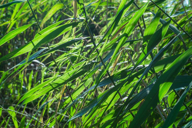 Il giunco verde va al sole fotografia stock. Immagine di cespuglio ...