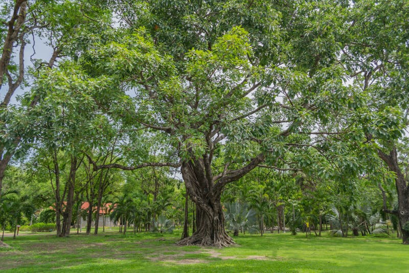 Il Grande Albero in Giardino Immagine Stock - Immagine di tronco ...
