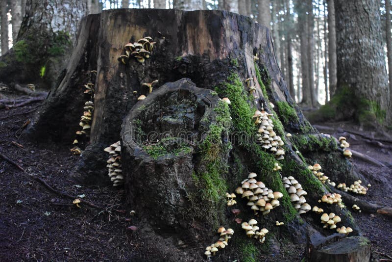 Il Grande Ceppo Coperto Di Molti Funghi E Muschio Immagine Stock ...
