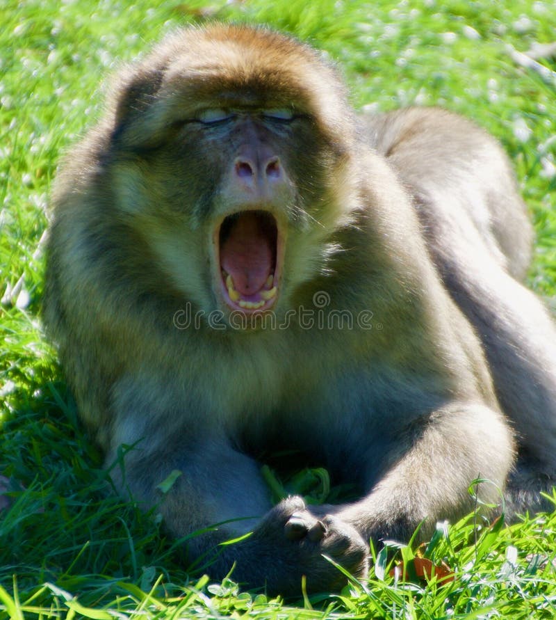 382 Scimmia Di Sbadiglio Foto - Foto Stock Gratis e Royalty-Free da ...
