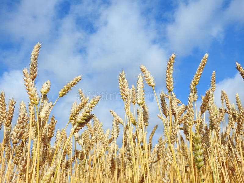 Il Grano Coltivare Il Campo Immagine Stock - Immagine di cielo, nubi ...