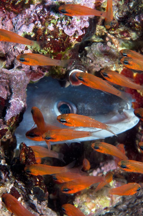 Il Grongo Sta Nascondendosi Immagine Stock - Immagine di acqua ...