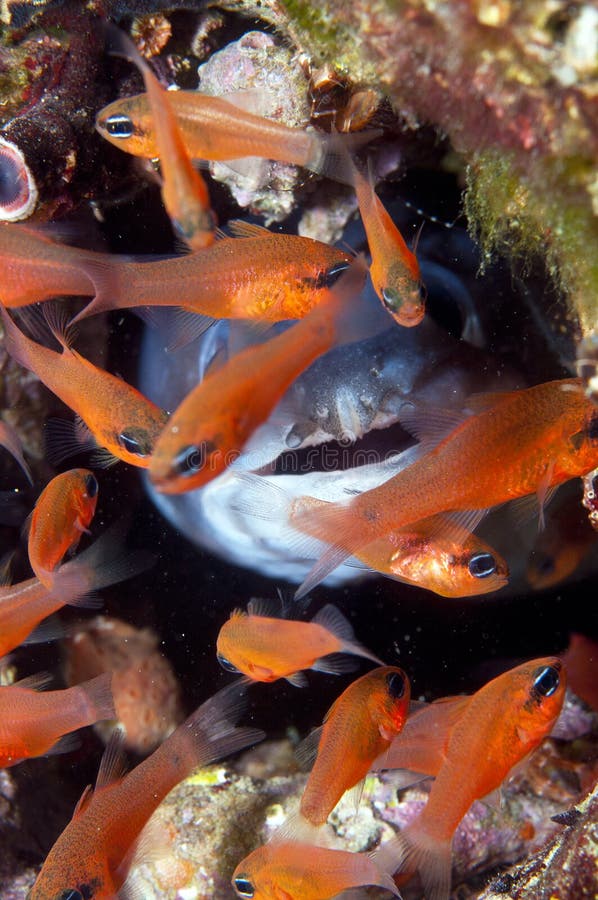 Il Grongo Sta Nascondendosi Immagine Stock - Immagine di acqua ...