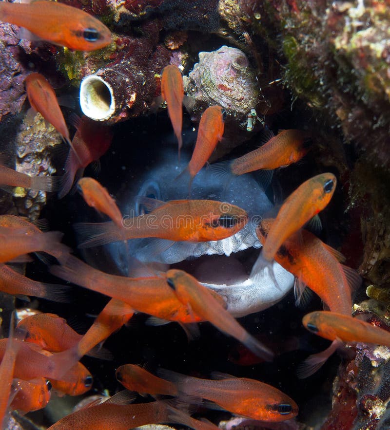 Il Grongo Sta Nascondendosi Immagine Stock - Immagine di anguilla ...