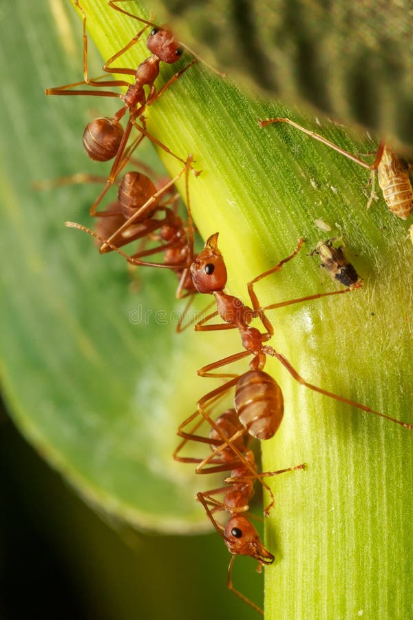 Formiche Che Lavorano In Gruppo Fotografia Stock - Immagine di foresta ...