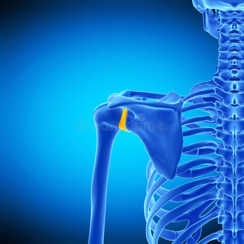 Il legamento gleno-omerale illustrazione di stock. Illustrazione di ...