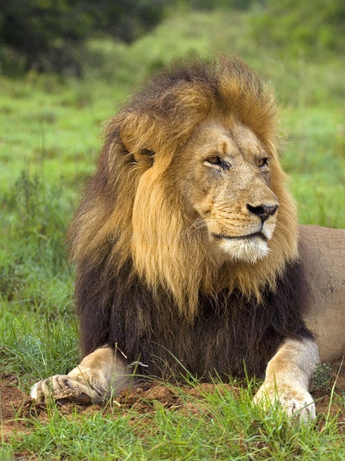 Leone di nome Nossob fotografia stock. Immagine di bestie - 4068586
