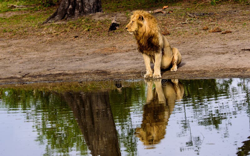 Il Leone Maschio E La Sua Riflessione Si Sono Seduti Ad Un Waterhole ... Il Leone Maschio E La Sua Riflessione Si Sono Seduti Ad Un Waterhole ...