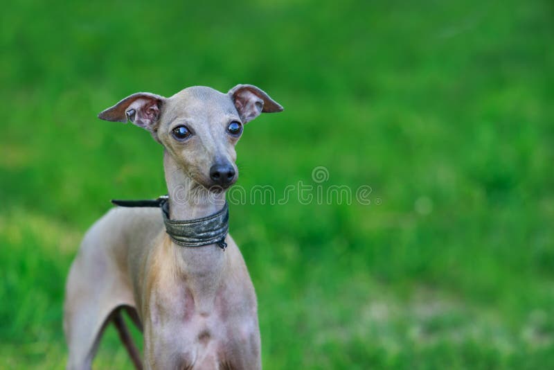 Il Levriero Italiano Della Razza Del Cane Fotografia Stock - Immagine ...