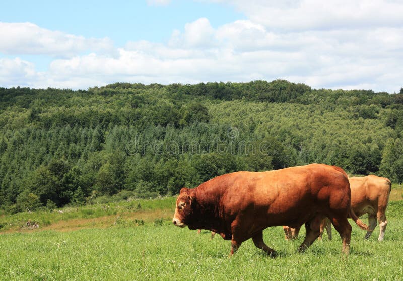 Il Limousin Bull immagine stock. Immagine di agricoltura - 13217295
