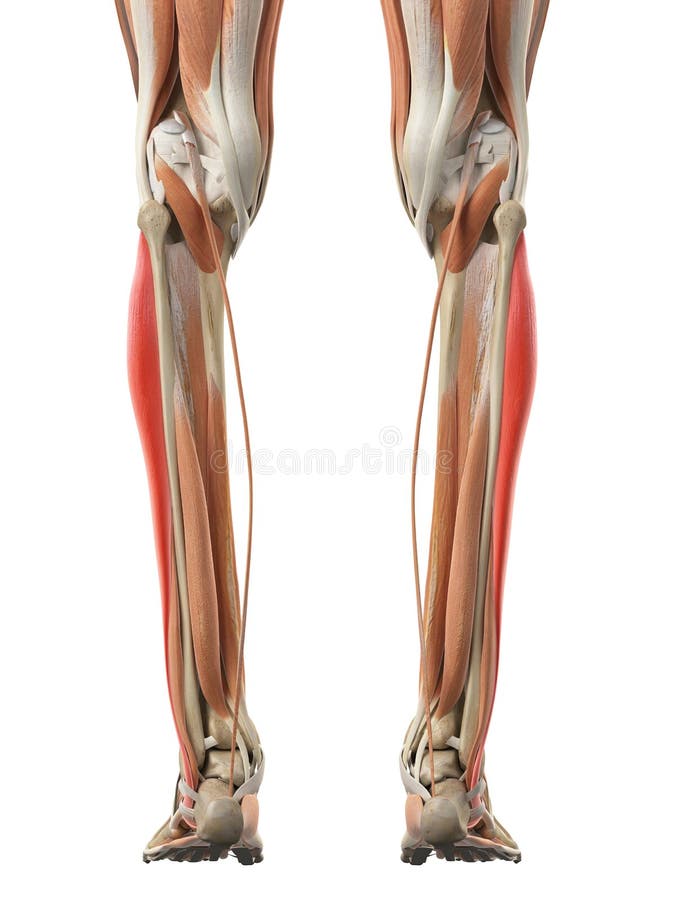 Muscolo Peroneo Longus Muscolare Anatomia Muscolo-cane Per Concetto ...