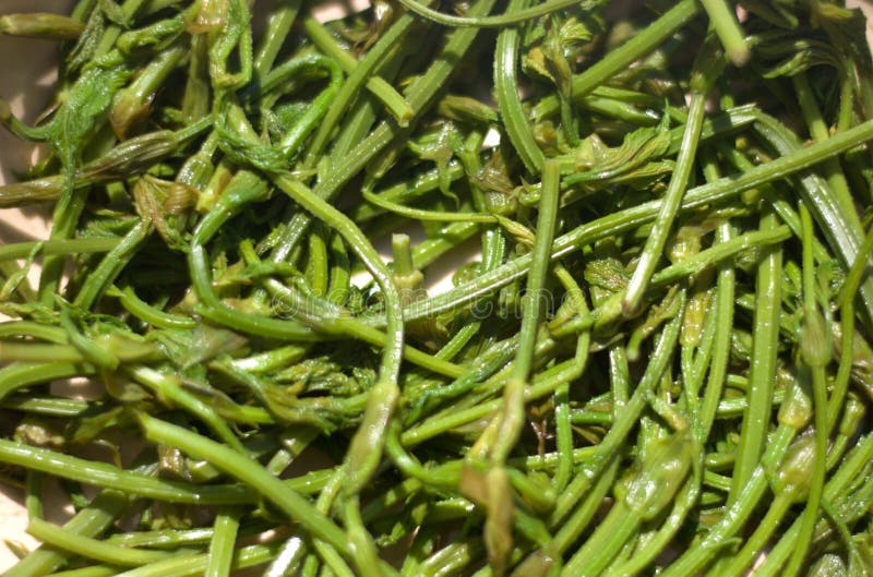 Il Luppolo Selvatico Pronto Per Interamente Usato Fotografia Stock ...