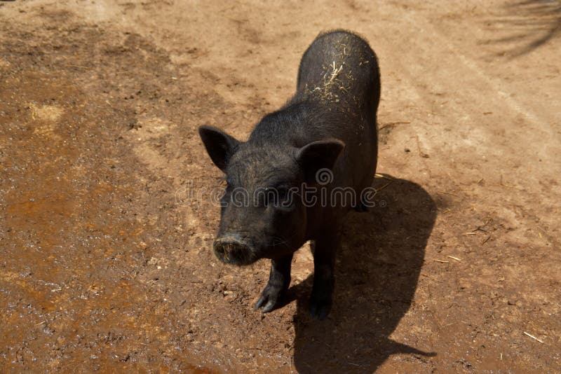 Il Maiale Iberico Gradisce Il Fango Fotografia Stock - Immagine di ...