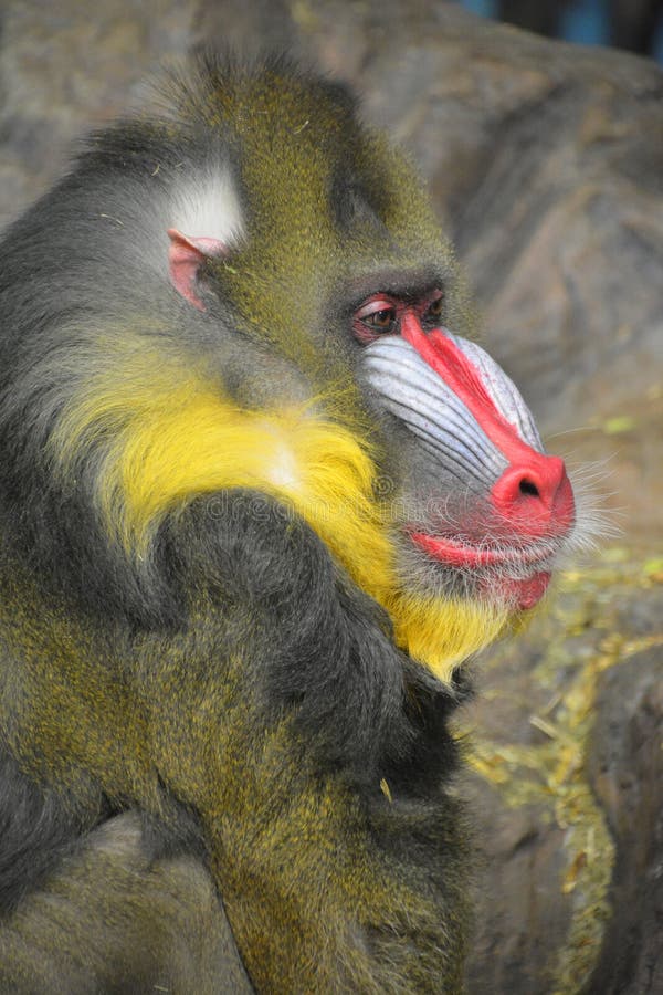 Mandrill fotografia stock. Immagine di rosso, wildlife - 26692460