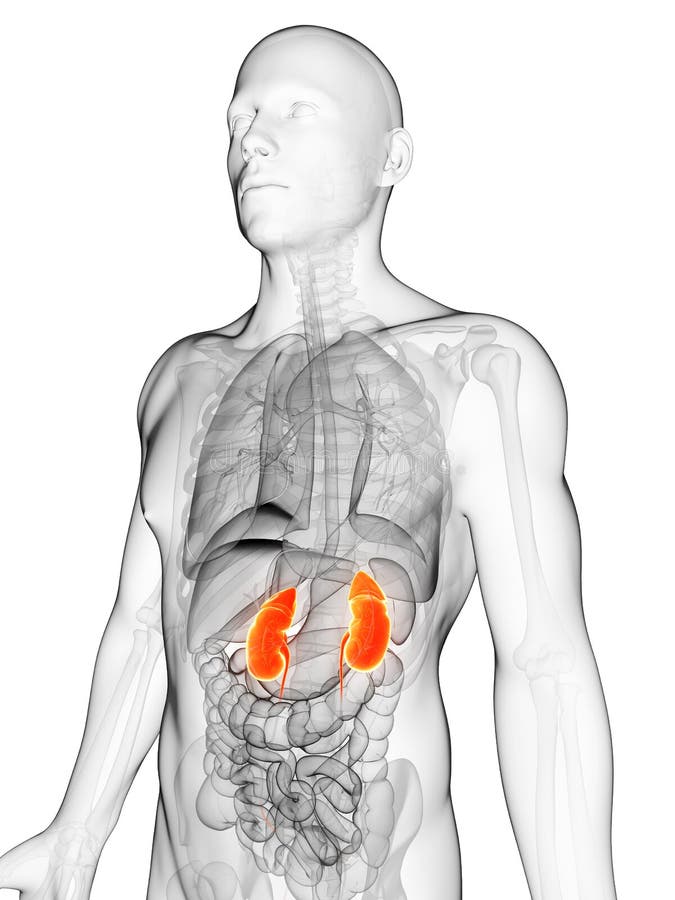 Il Maschio Ha Evidenziato I Reni Illustrazione di Stock - Illustrazione ...