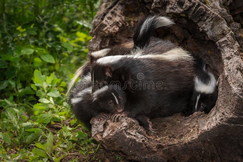 Il Mephitis Del Mephitis Della Daina Della Moffetta a Strisce Tiene ...